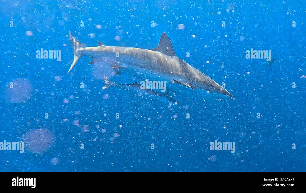 Haie, Exuma Bahamas, Travel, 2025 Bahamas Bahamas Bahamas *** Sharks ...