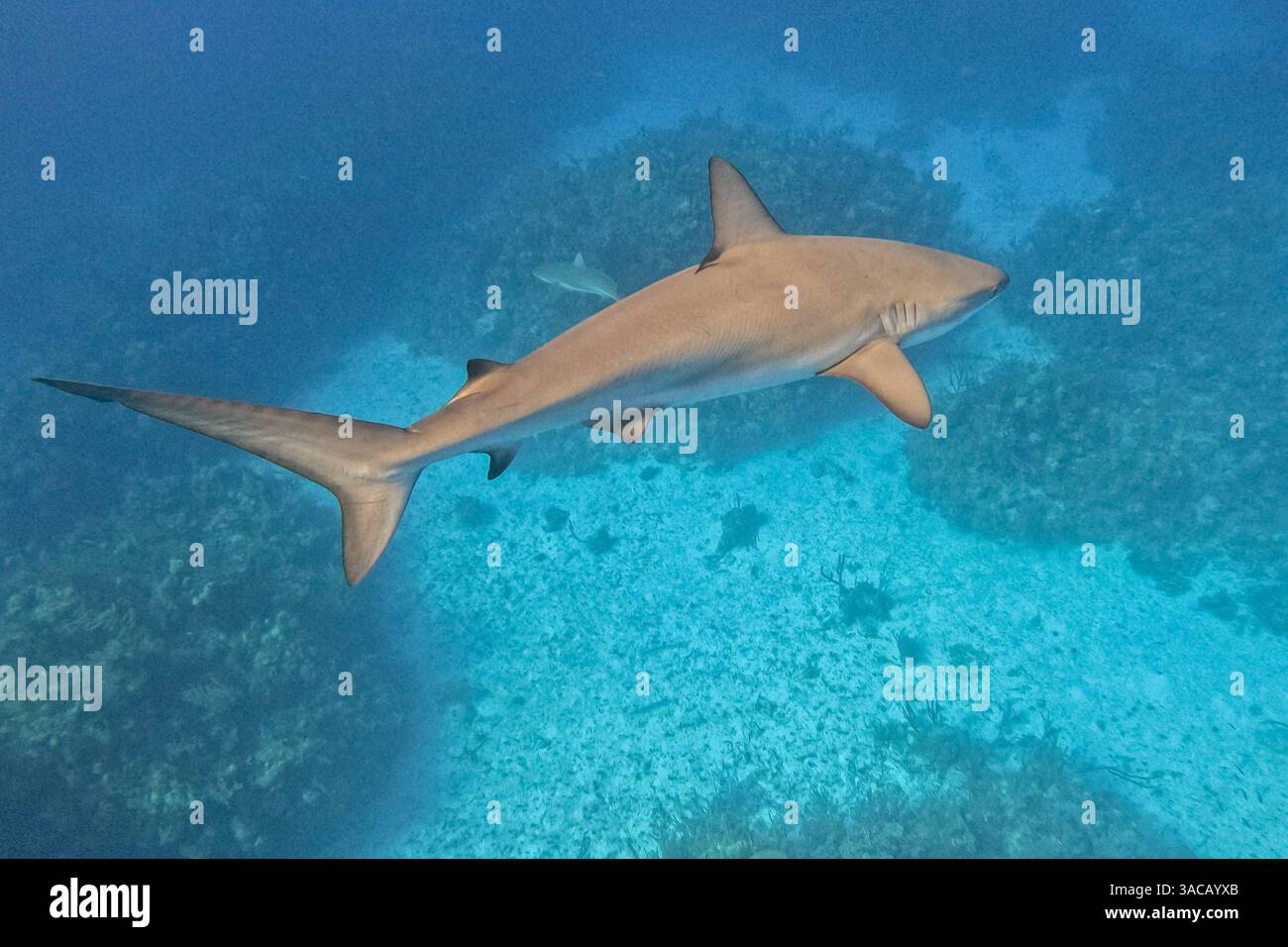 Haie, Exuma Bahamas, Travel, 2025 Bahamas Bahamas Bahamas *** Sharks ...