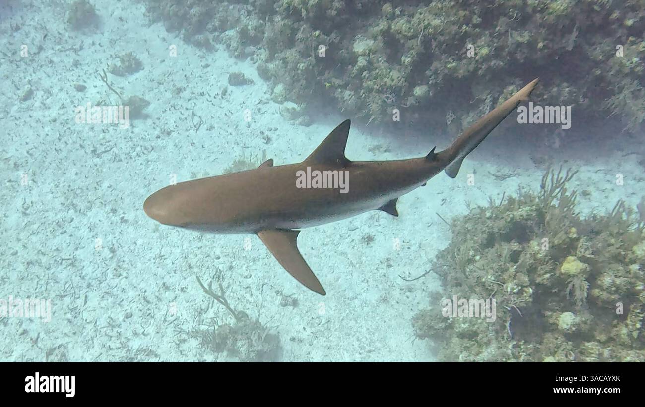 Haie, Exuma Bahamas, Travel, 2025 Bahamas Bahamas Bahamas *** Sharks ...