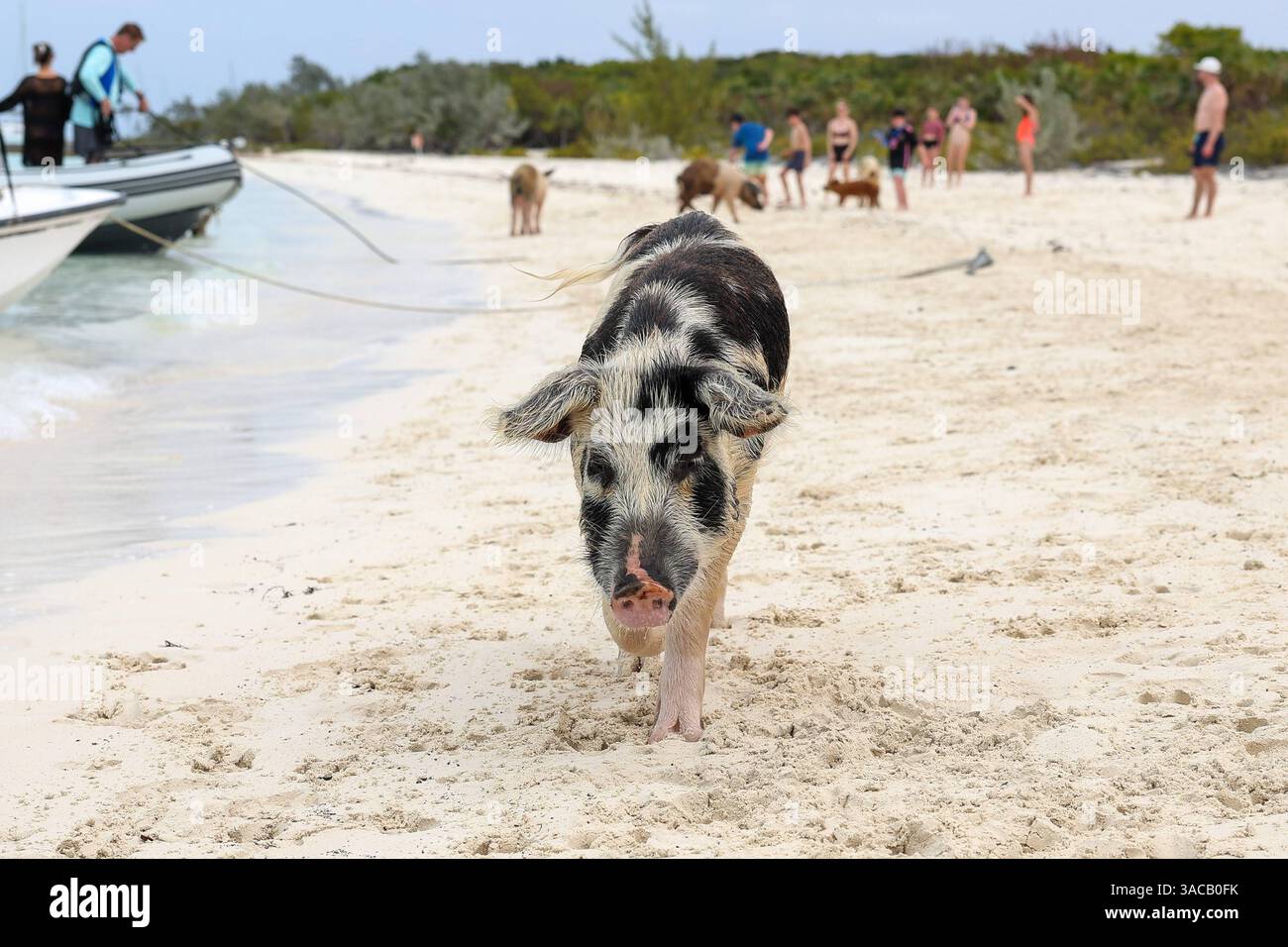 Pig Beach, Bahamas, Travel, 2025, Exuma Cays, Warderick Wells, Bahamas ...