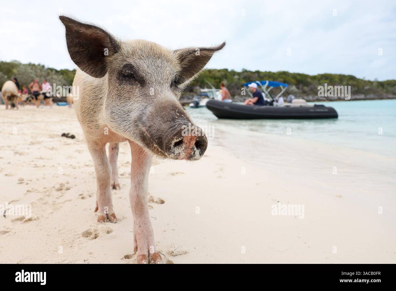 Pig Beach, Bahamas, Travel, 2025, Exuma Cays, Warderick Wells, Bahamas ...