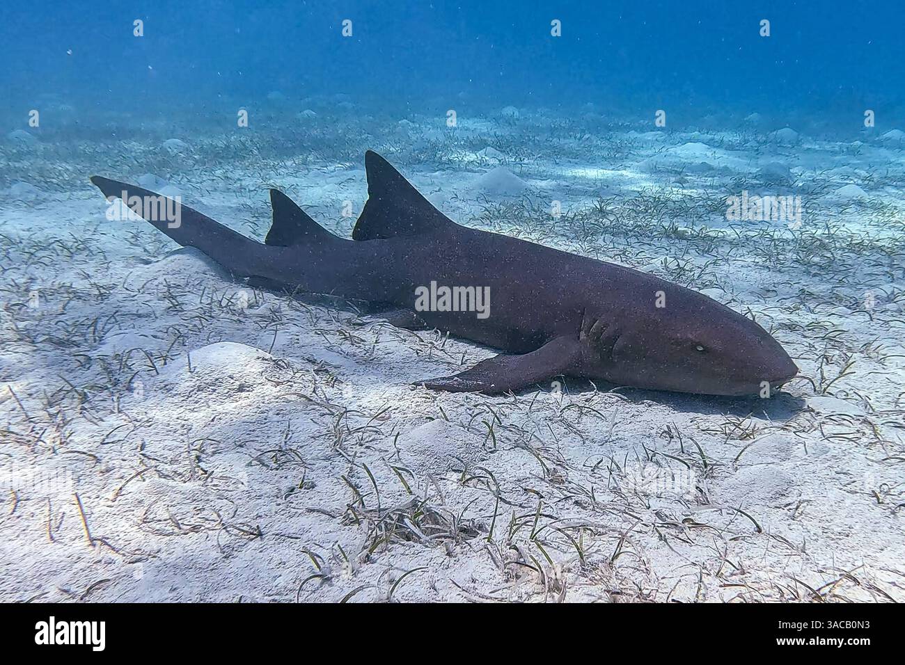 Ammenhai Nurse sharks, Pig Beach, Bahamas, Travel, 2025, Exuma Cays ...