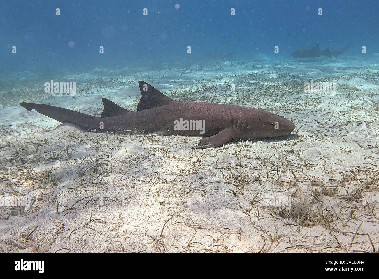 Ammenhai Nurse sharks, Pig Beach, Bahamas, Travel, 2025, Exuma Cays ...