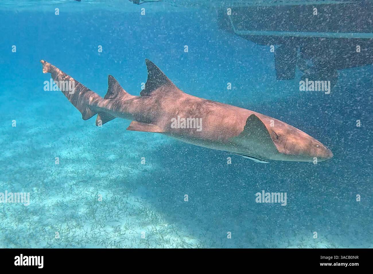 Ammenhai Nurse sharks, Pig Beach, Bahamas, Travel, 2025, Exuma Cays ...