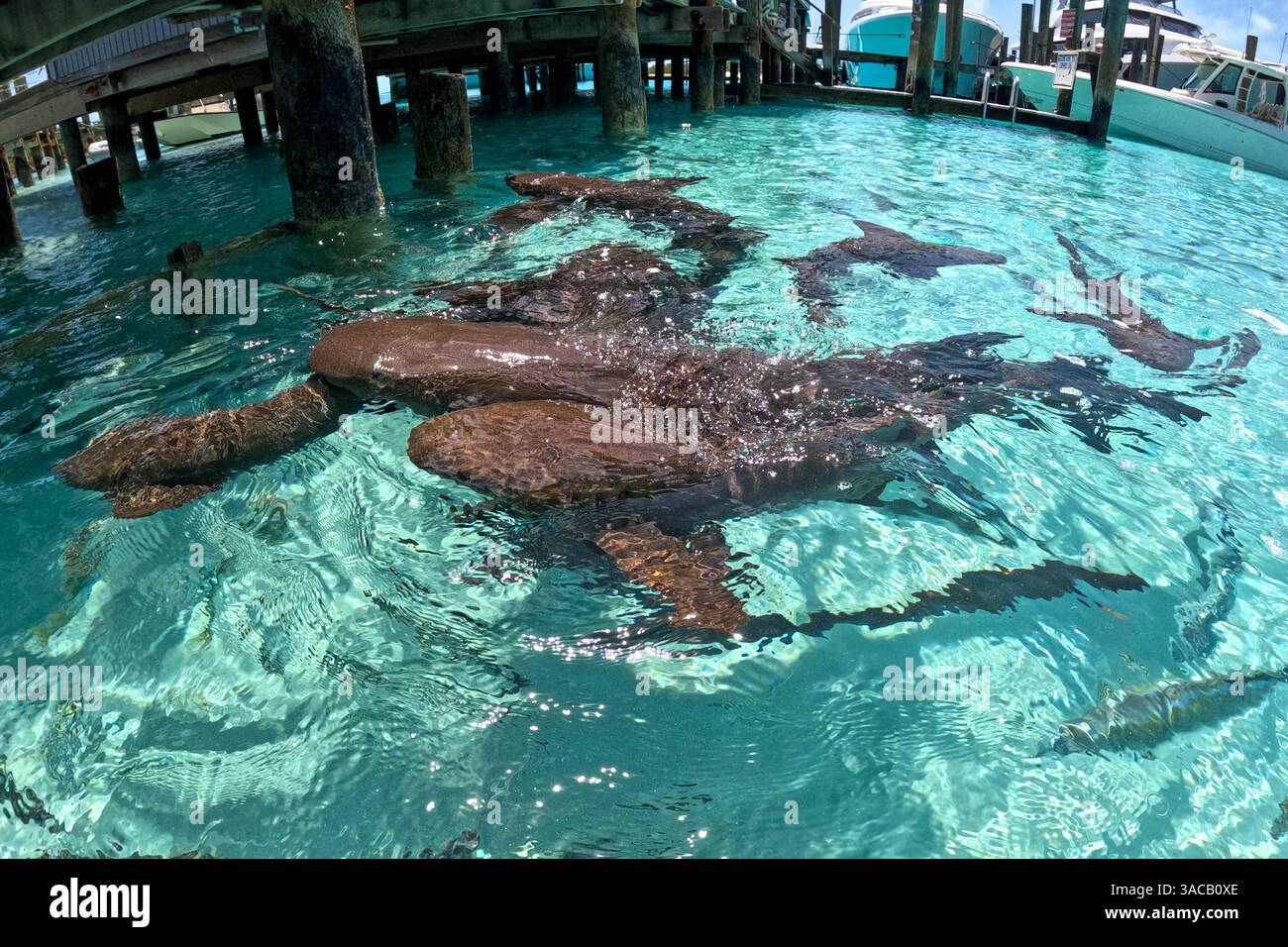 Compass Cay, Nurse shark, Exuma Bahamas, Travel, 2025 Bahamas Bahamas ...