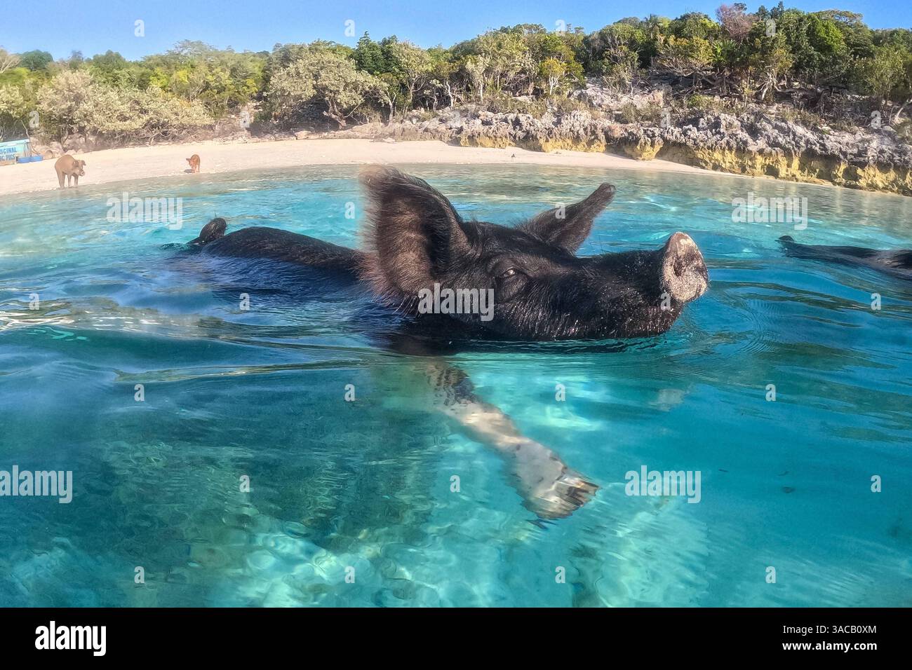 Pig Beach, Bahamas, Travel, 2025, Exuma Cays, Warderick Wells, Bahamas ...