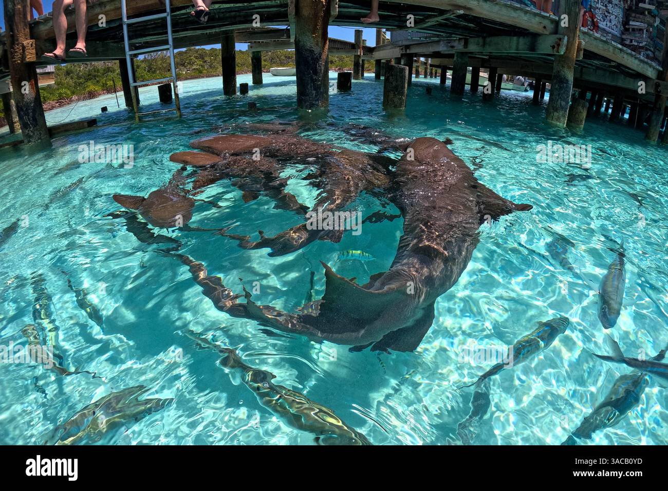 Compass Cay, Nurse shark, Exuma Bahamas, Travel, 2025 Bahamas Bahamas ...