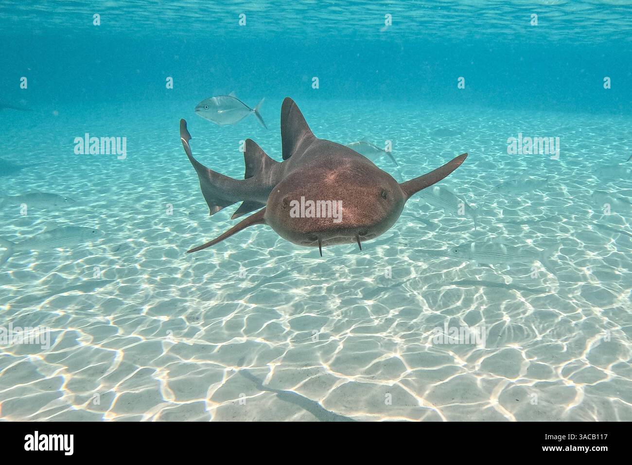 Compass Cay, Nurse shark, Exuma Bahamas, Travel, 2025 Bahamas Bahamas ...