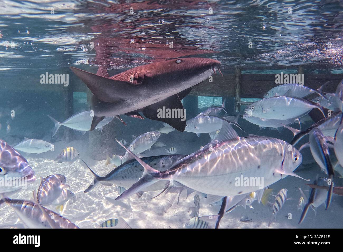 Compass Cay, Nurse shark, Exuma Bahamas, Travel, 2025 Bahamas Bahamas ...