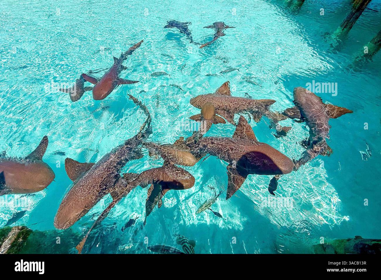Compass Cay, Nurse shark, Exuma Bahamas, Travel, 2025 Bahamas Bahamas ...