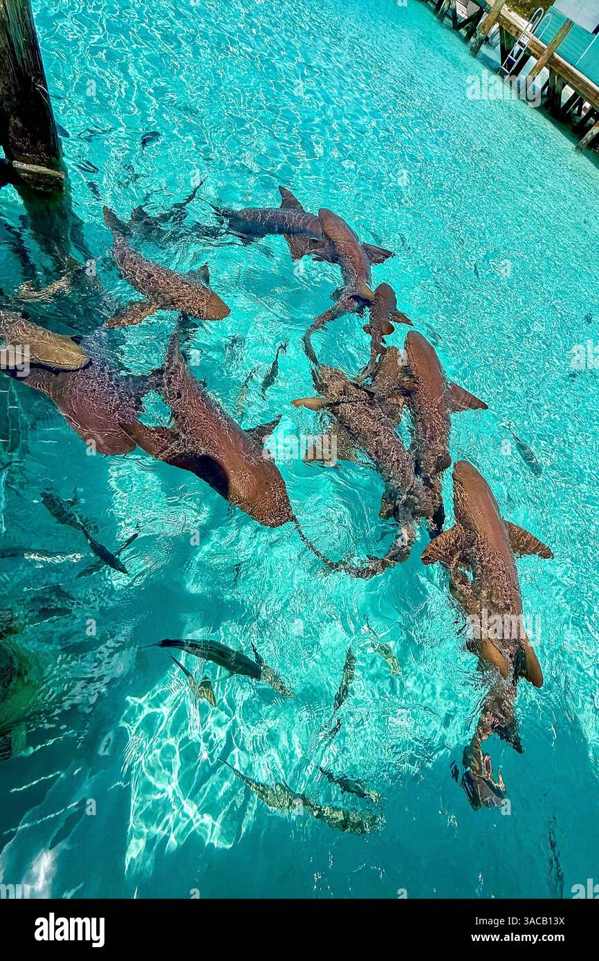 Compass Cay, Nurse shark, Exuma Bahamas, Travel, 2025 Bahamas Bahamas ...