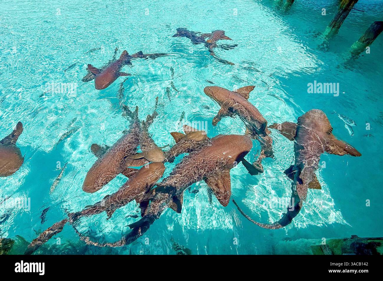Compass Cay, Nurse shark, Exuma Bahamas, Travel, 2025 Bahamas Bahamas ...