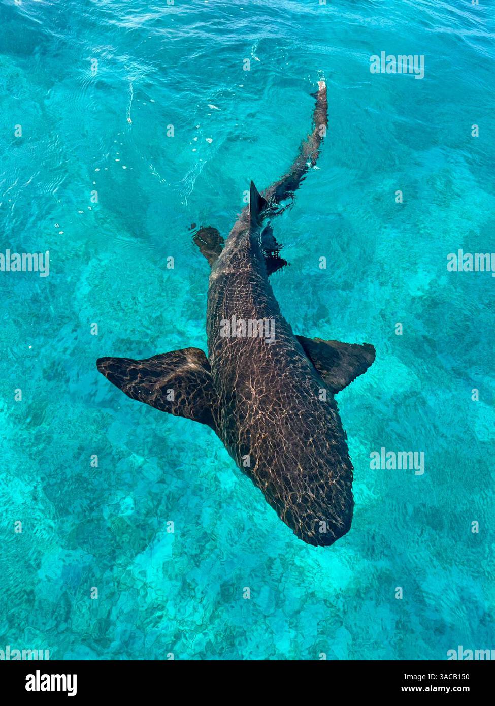 Compass Cay, Nurse shark, Exuma Bahamas, Travel, 2025 Bahamas Bahamas ...