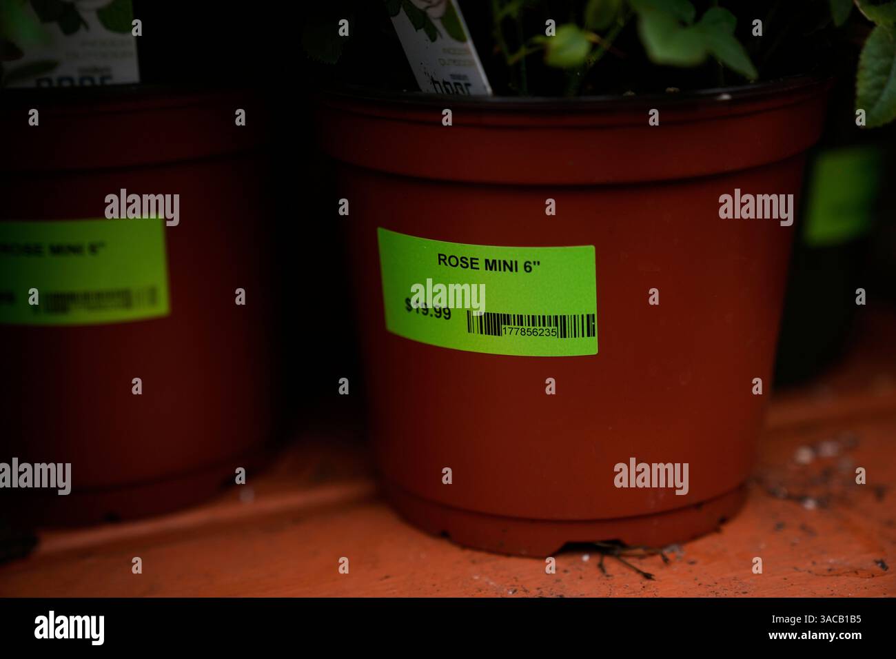 Mini roses imported from Canada are for sale at Gethsemane Garden ...