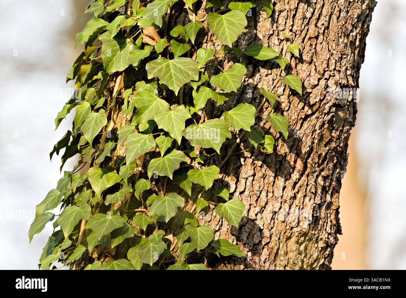 Tree covered by climbing ivy aka hedera Stock Photo - Alamy