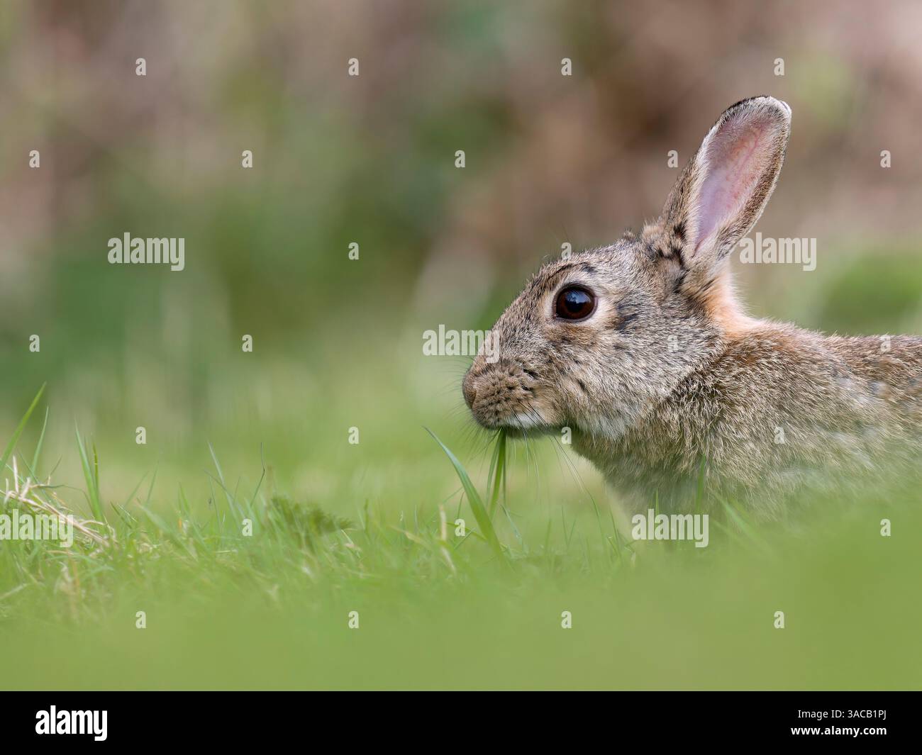 European rabbit, Oryctolagus cuniculus, single mammal on grass ...