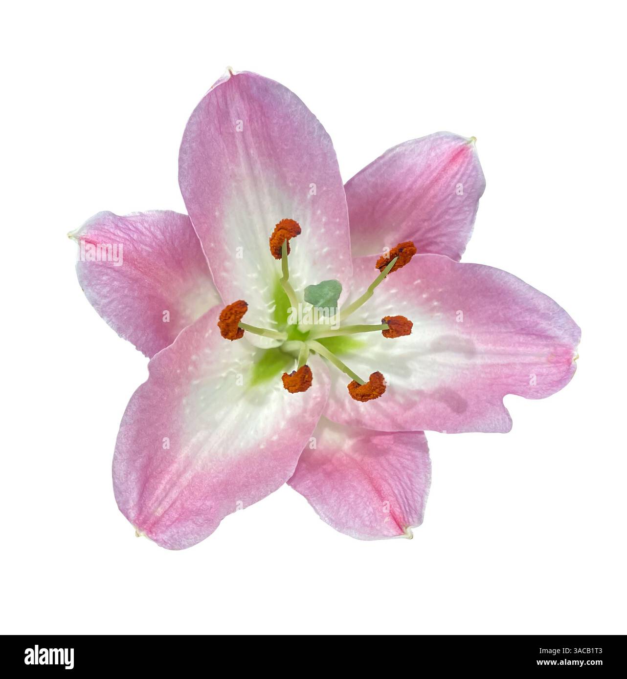 Single Pink Lily flower isolated on white background with clipping path ...
