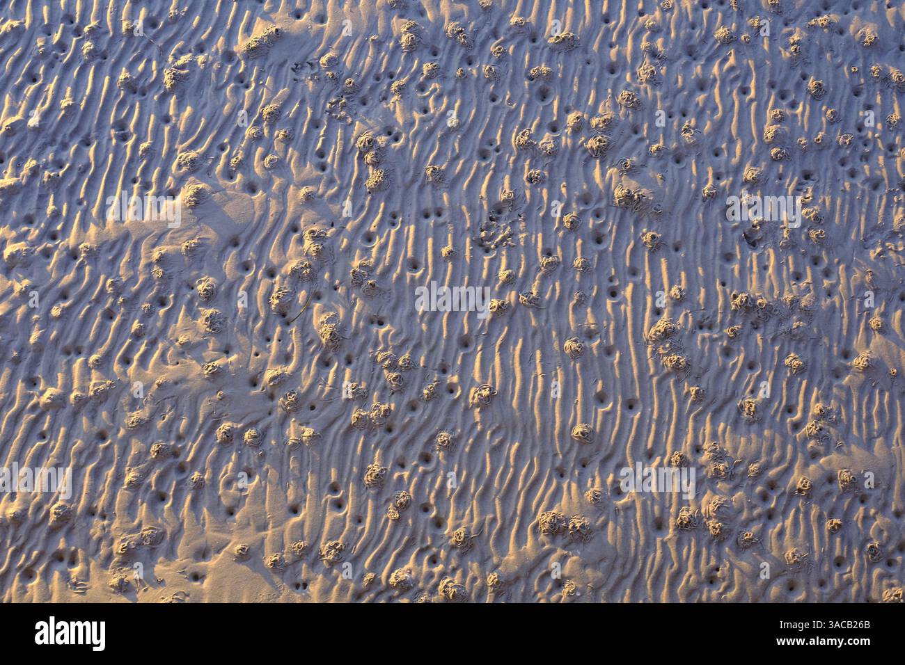 The textured surface of wet sand, detailed with patterns and small ...