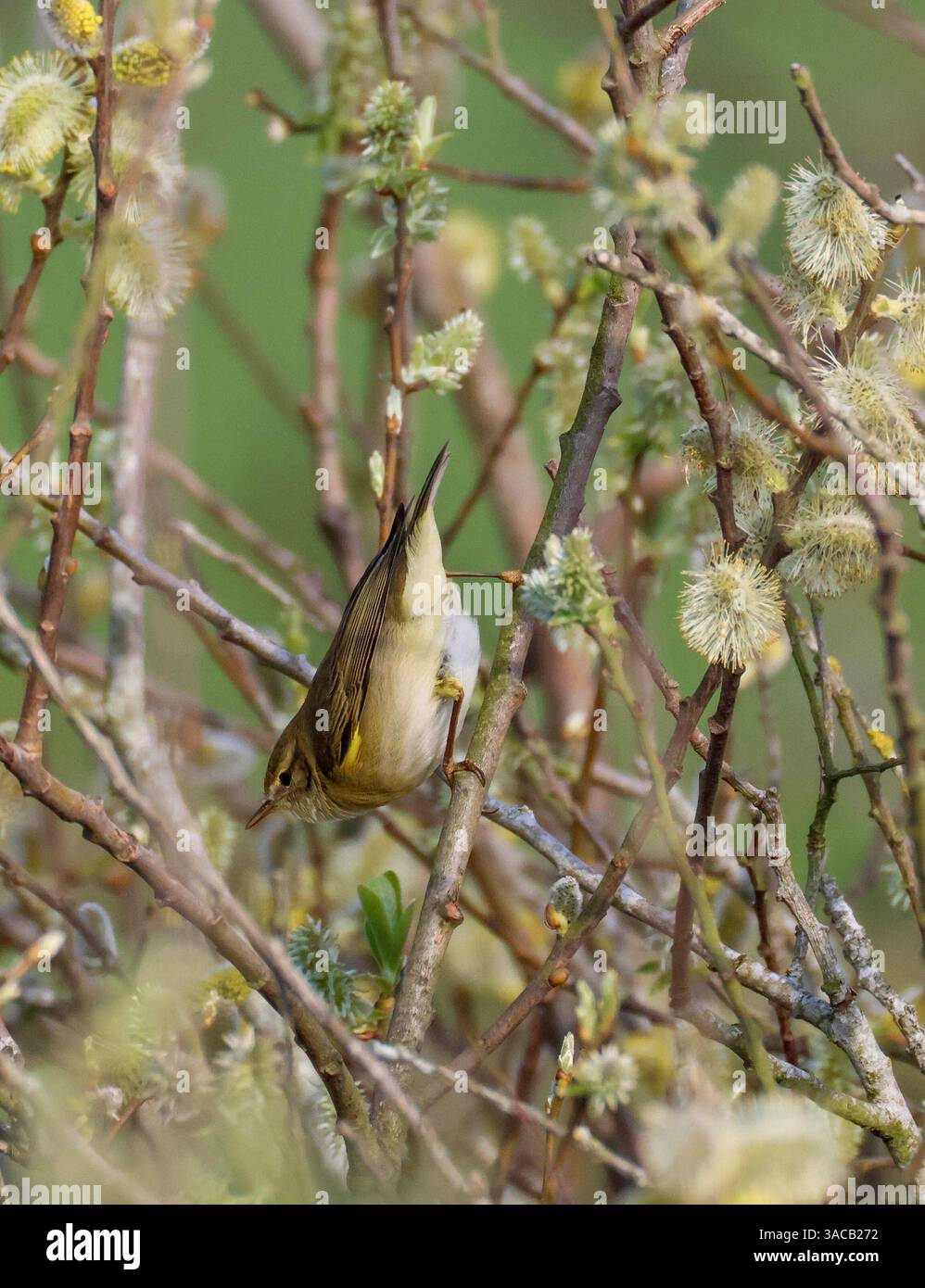 Willow warbler spring 2025 hi-res stock photography and images - Alamy