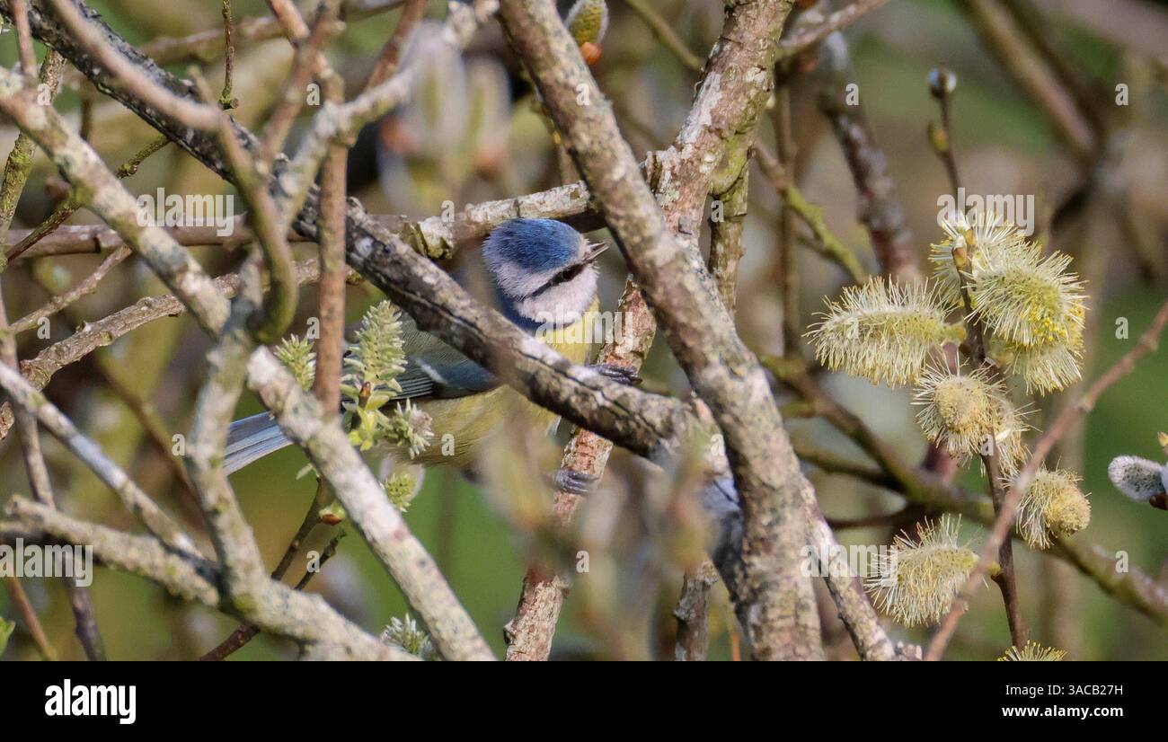 Dundrum bay 2025 hi-res stock photography and images - Alamy