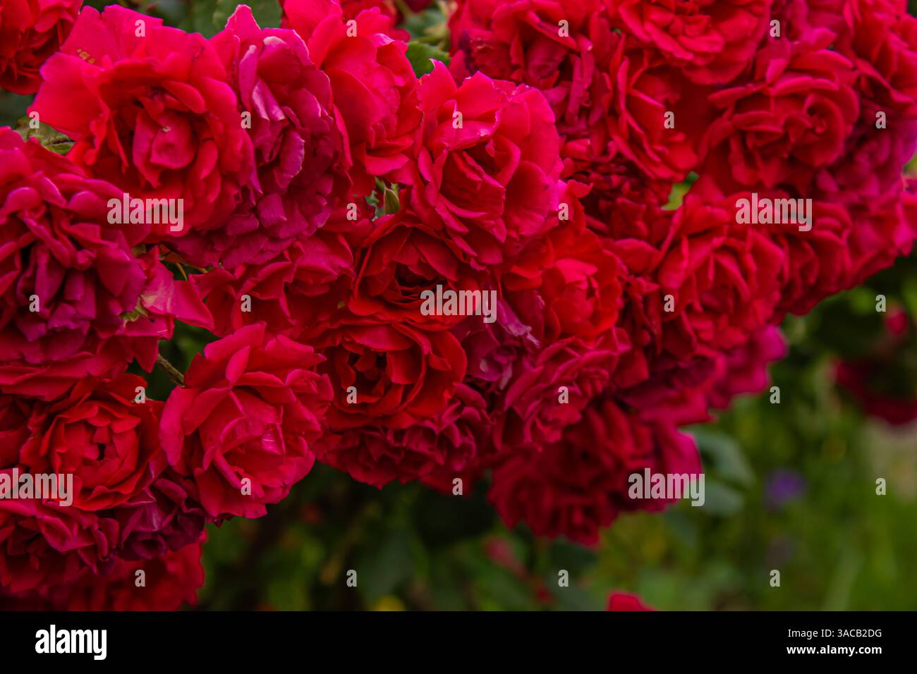 Lot of Red climbing Roses. Ornamental red roses filled picture. Bush of ...