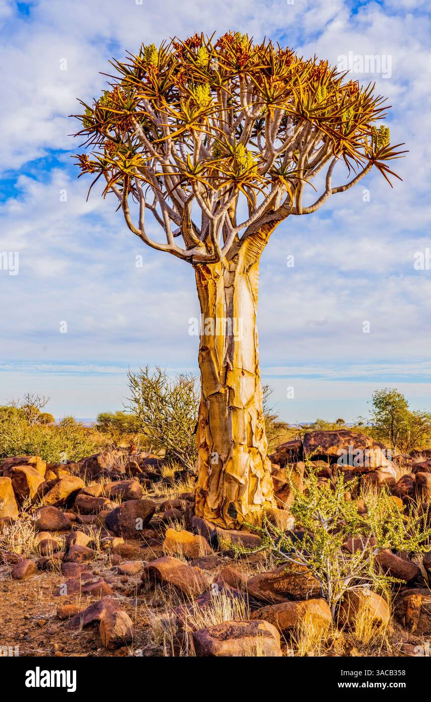 Quiver Tree Forest, Namibia, Africa. Portrait of unusual species of ...