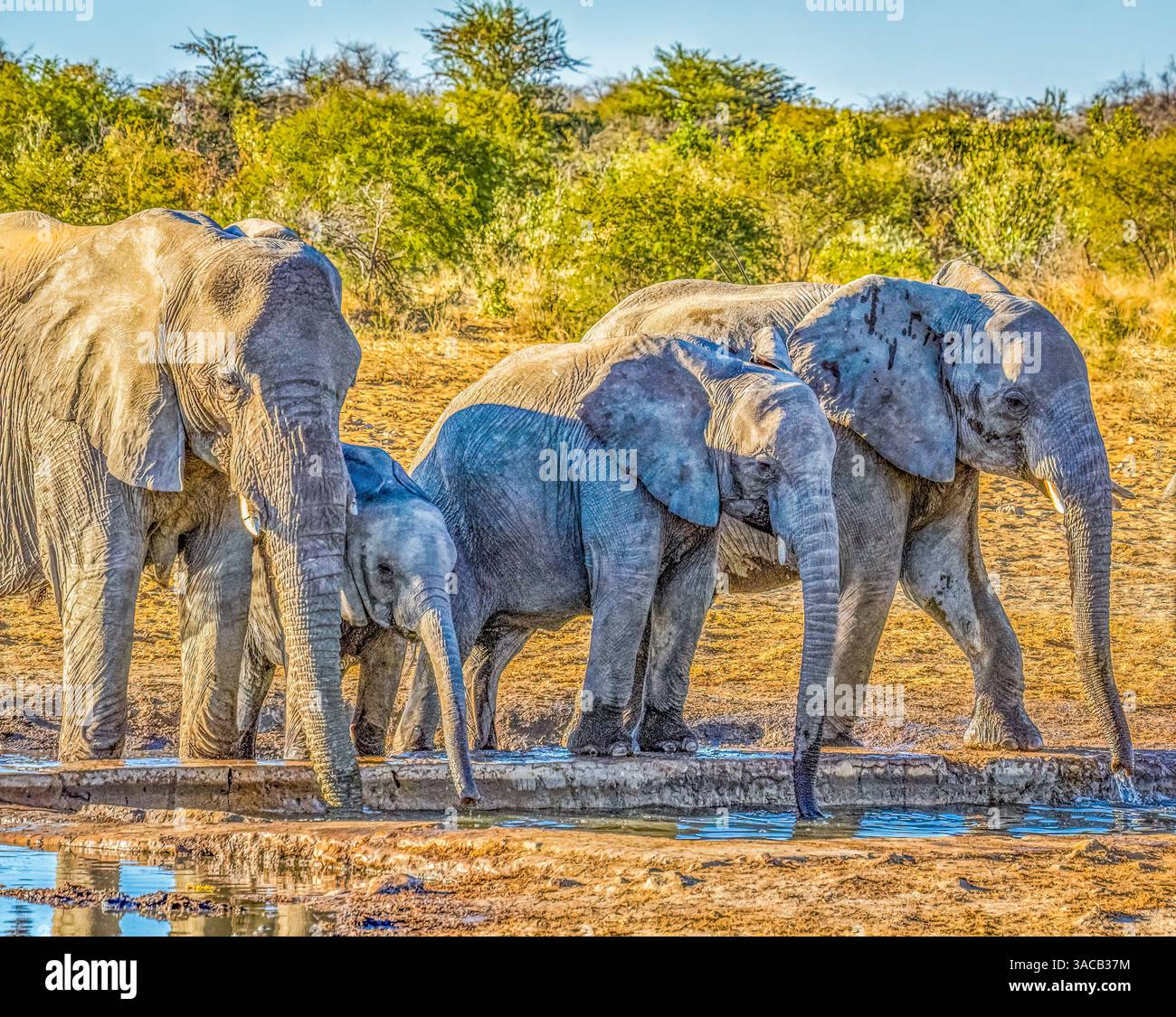 Etosha National Park, Namibia, Africa. Portrait of family of African ...