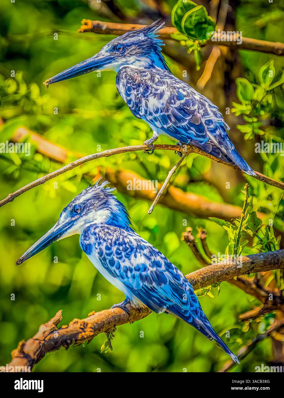 Lake Albert, Uganda, Africa. Portrait of two belted kingfishers in a ...
