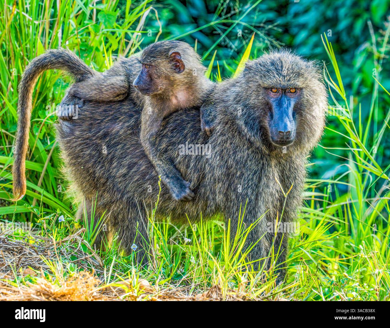 Queen Elizabeth National Park, Uganda, Africa. Portrait of mother ...