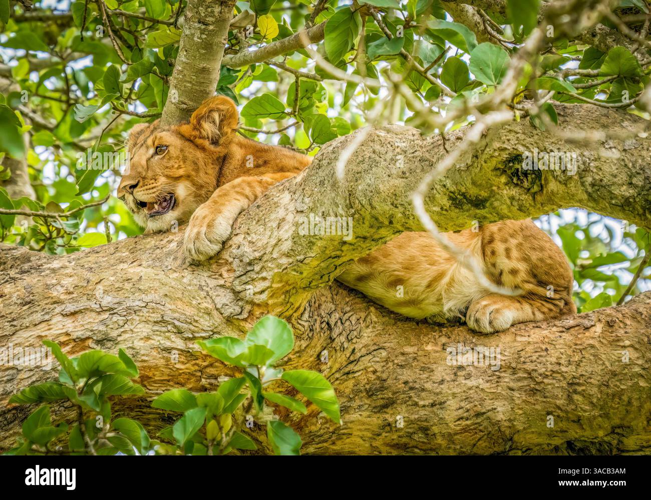 Queen Elizabeth National Park, Uganda, Africa. Close-up portrait of ...