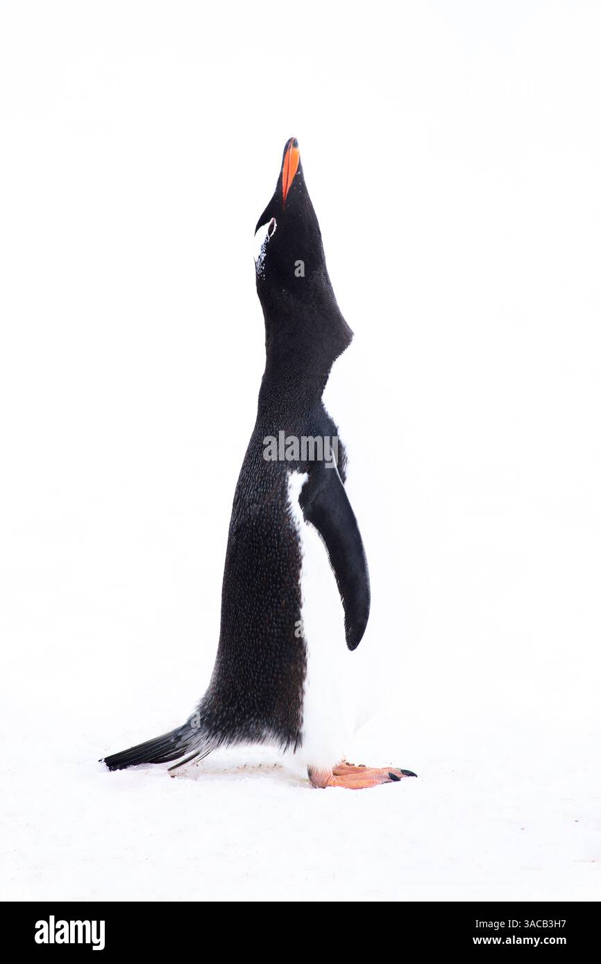 Southern Ocean, Antarctica. Portrait of a gentoo penguin throwing its ...