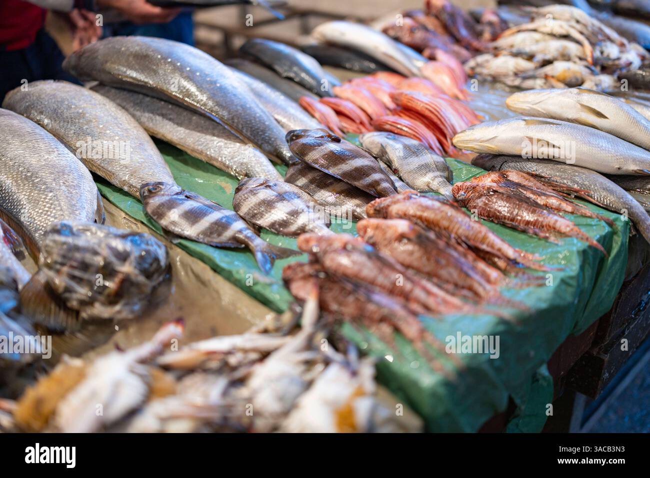 Alexandria 03042025 - Auf dem Fischmarkt von Alexandria. Alexandria ...