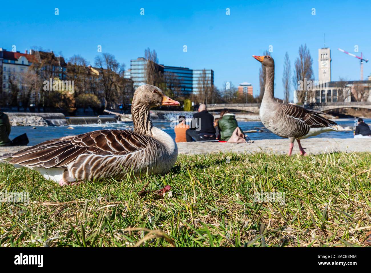 Graugänse und Münchner sonnen sich an der Isar, wunderbarer ...