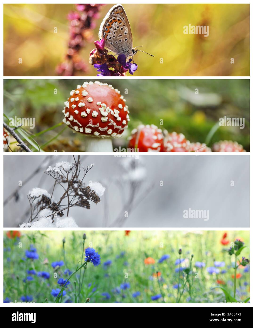 Four seasons of year. Collage with pictures of nature in winter, summer ...