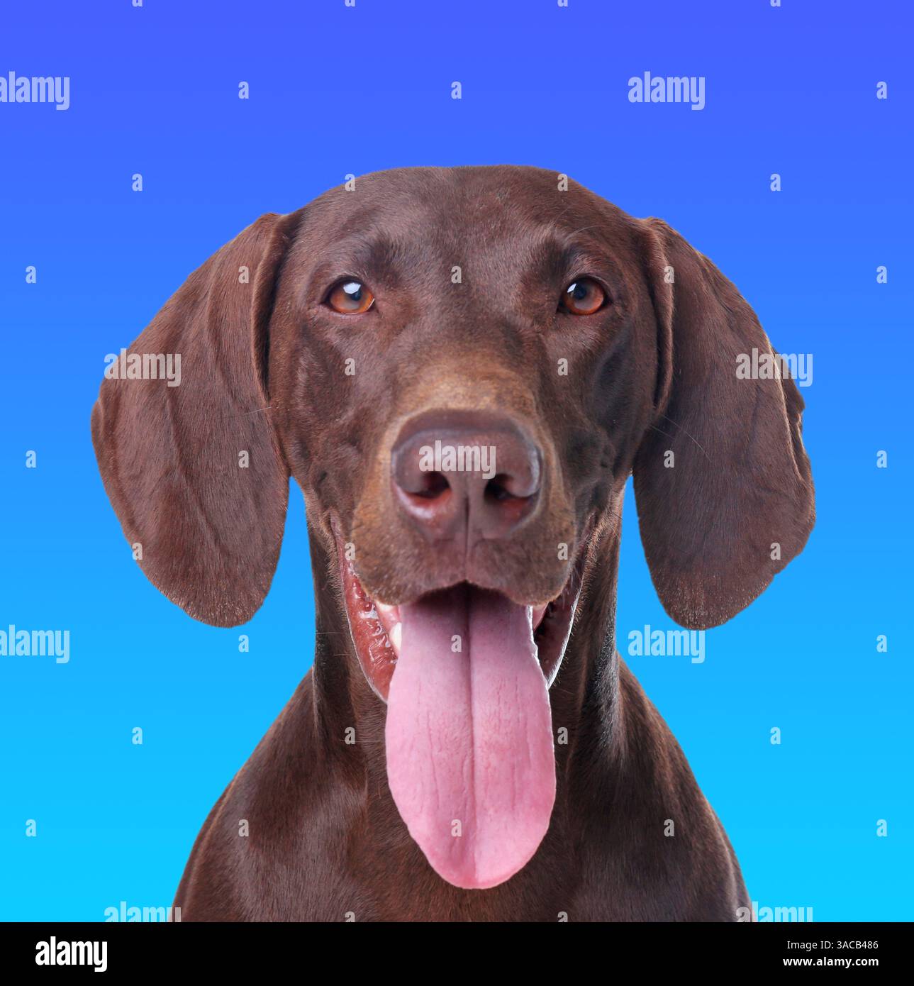 Portrait of funny German Shorthaired Pointer dog on blue gradient ...