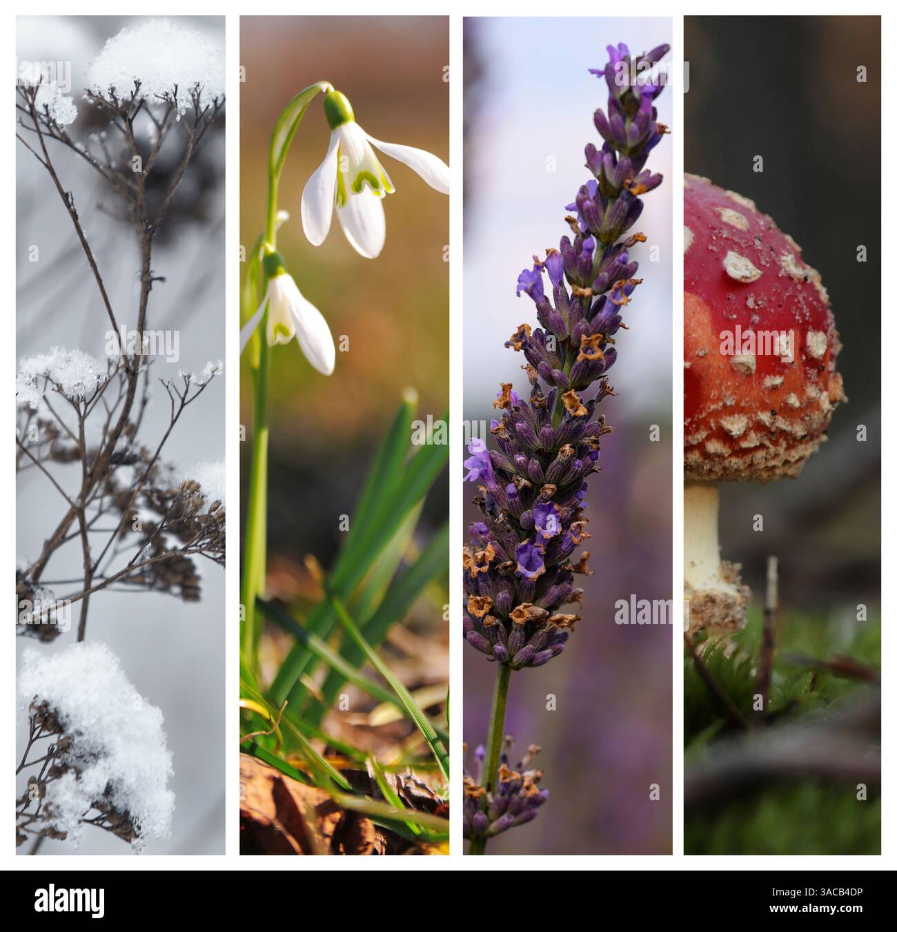 Four seasons of year. Collage with pictures of nature in winter, summer ...
