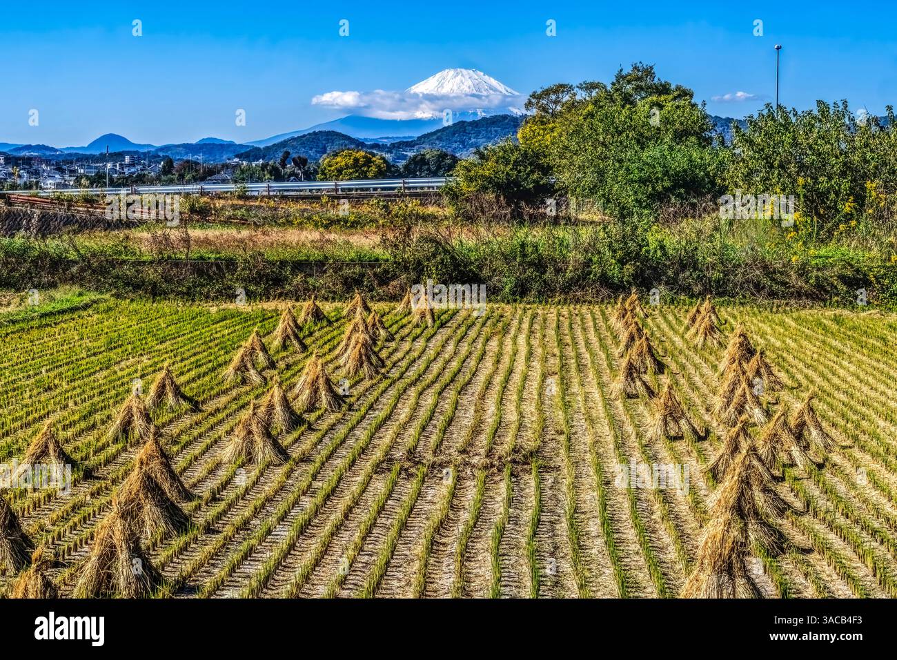 Colorful rice field Rural with snowy Mount Fuji, Hiratsuka, Kanagawa ...