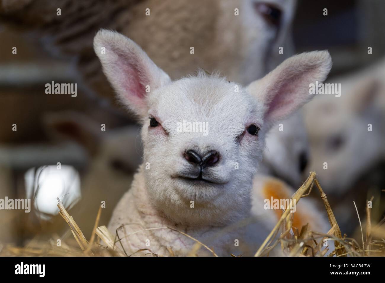 Sleepy white faced lamb sitting in straw in a lambing shed on a Dales ...