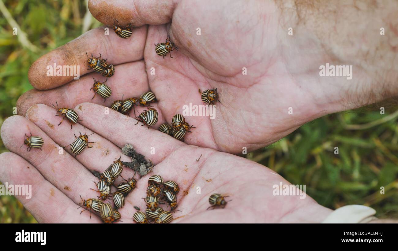 Farmer gripping colorado potato beetles, revealing destructive ...