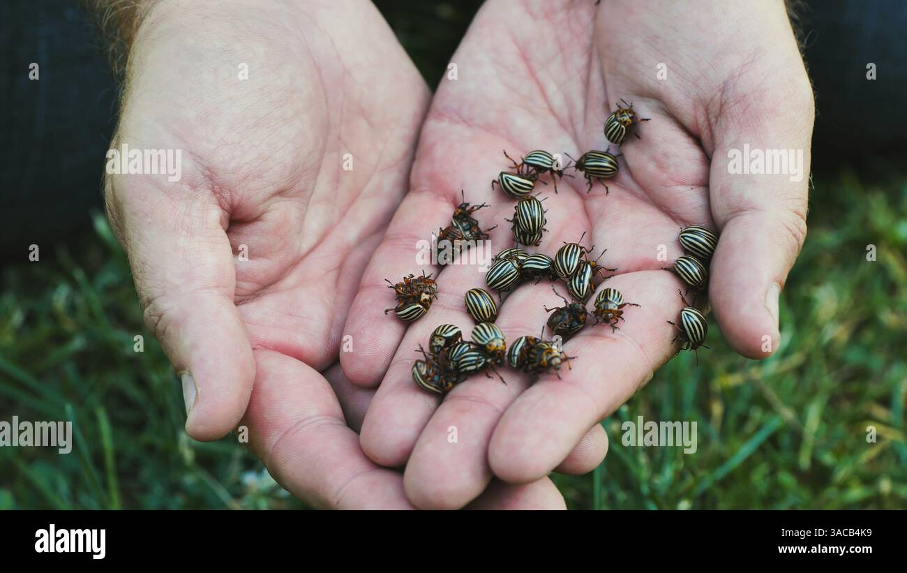 Farmer holding colorado potato beetles in his hands Stock Photo - Alamy