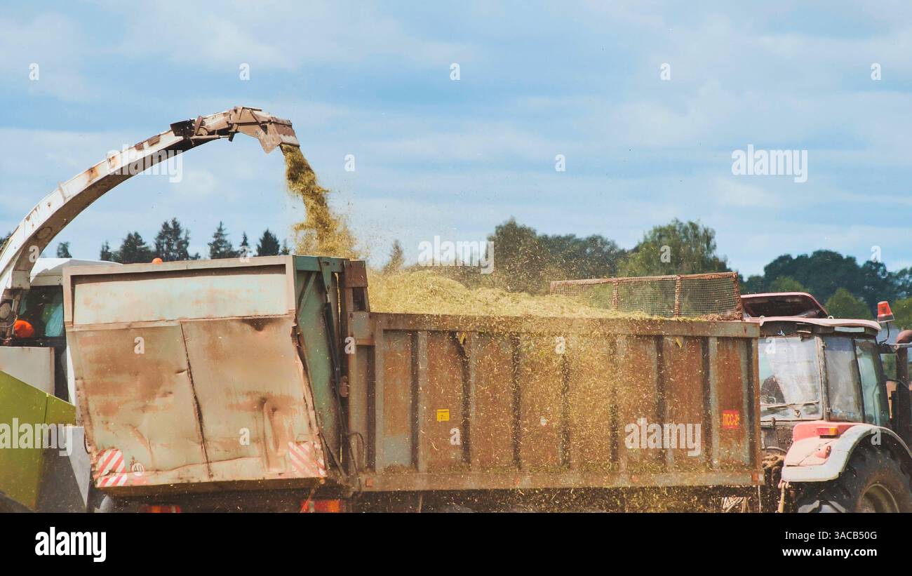 Combine harvester unloading harvested silage crops into tractor trailer ...