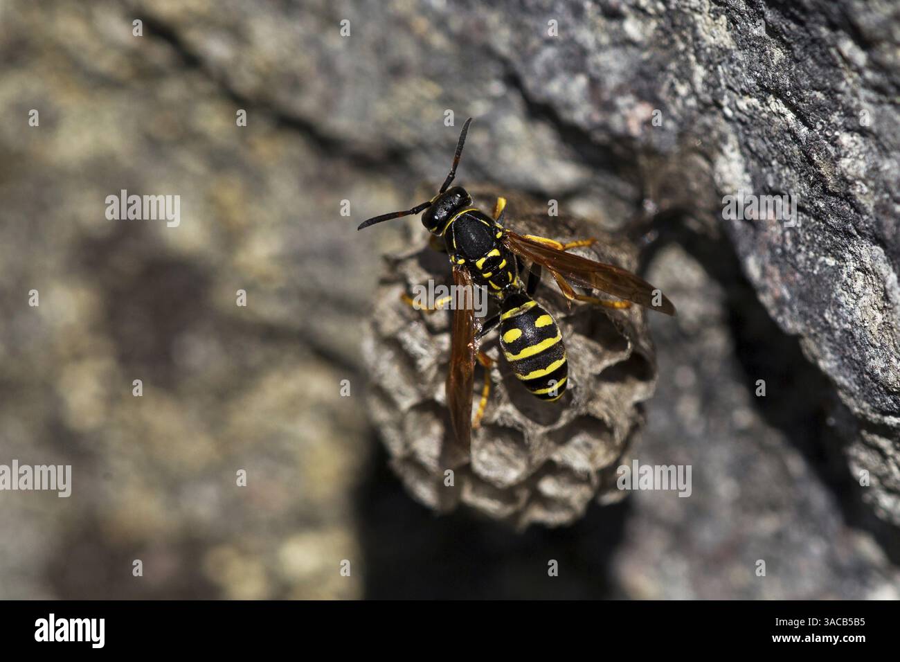 Mountain field wasp (Polistes biglumis), animals, insects, wasp, wasps ...
