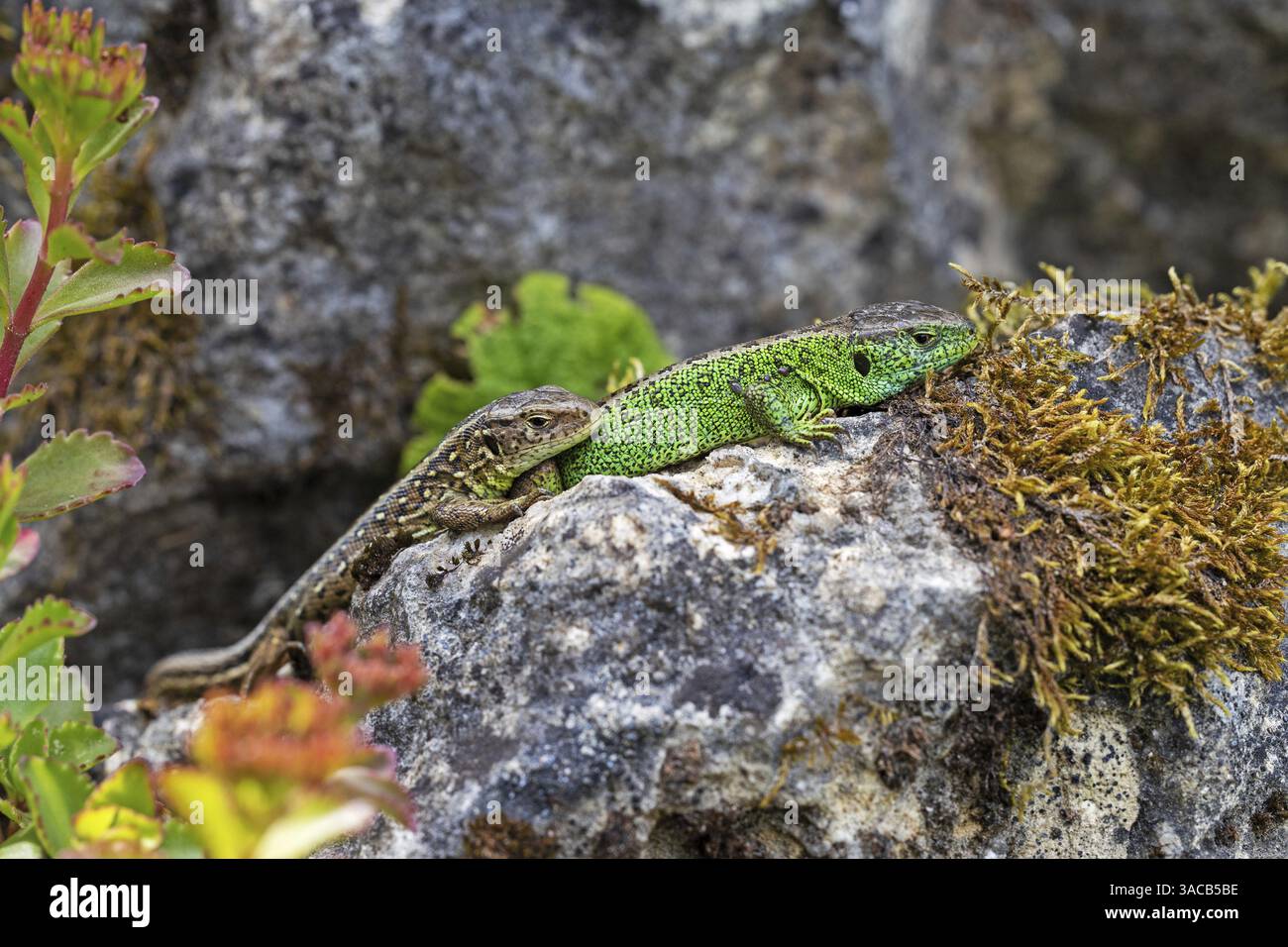 Sand lizard, (Lacerta agilis), climbs on rock, animal, animals, reptile ...