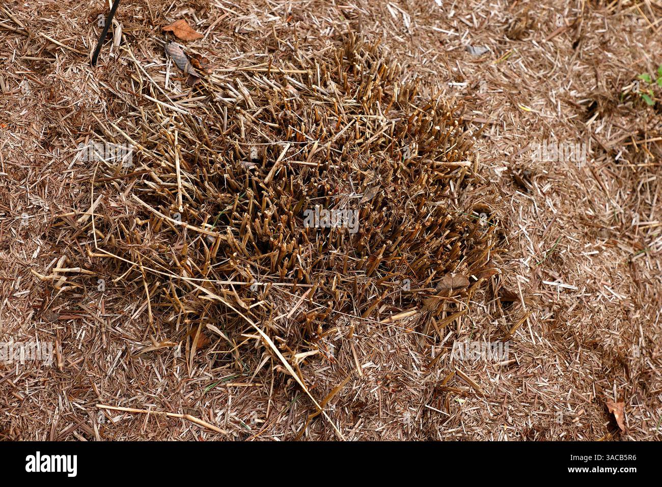 Close up of the ornamental grass pennisetum orientale karley rose cut ...