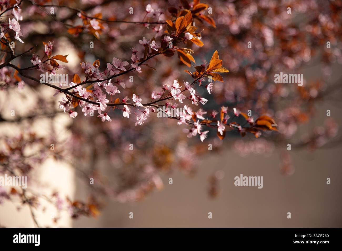 Spring in europe, Spring bloom, Sakura Stock Photo - Alamy