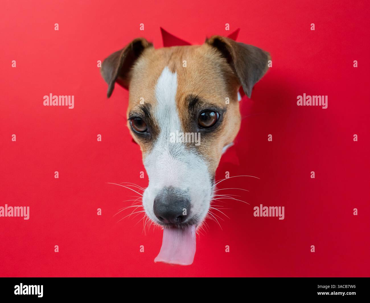 Funny dog licks his nose. Jack Russell Terrier head sticking out ...