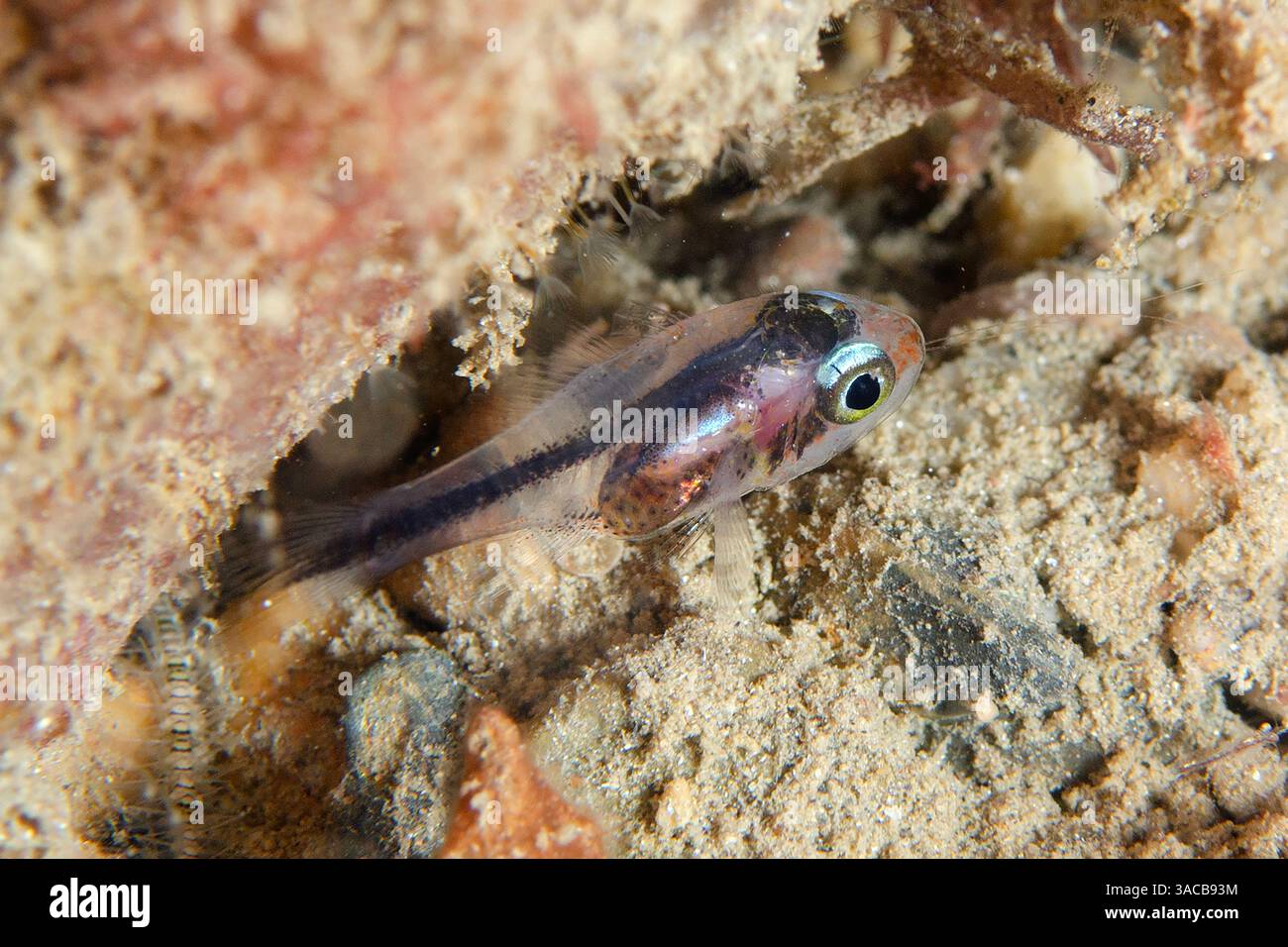 Spot-tail Cardinalfish. Gymnapogon urospilotus, with egg case visible ...