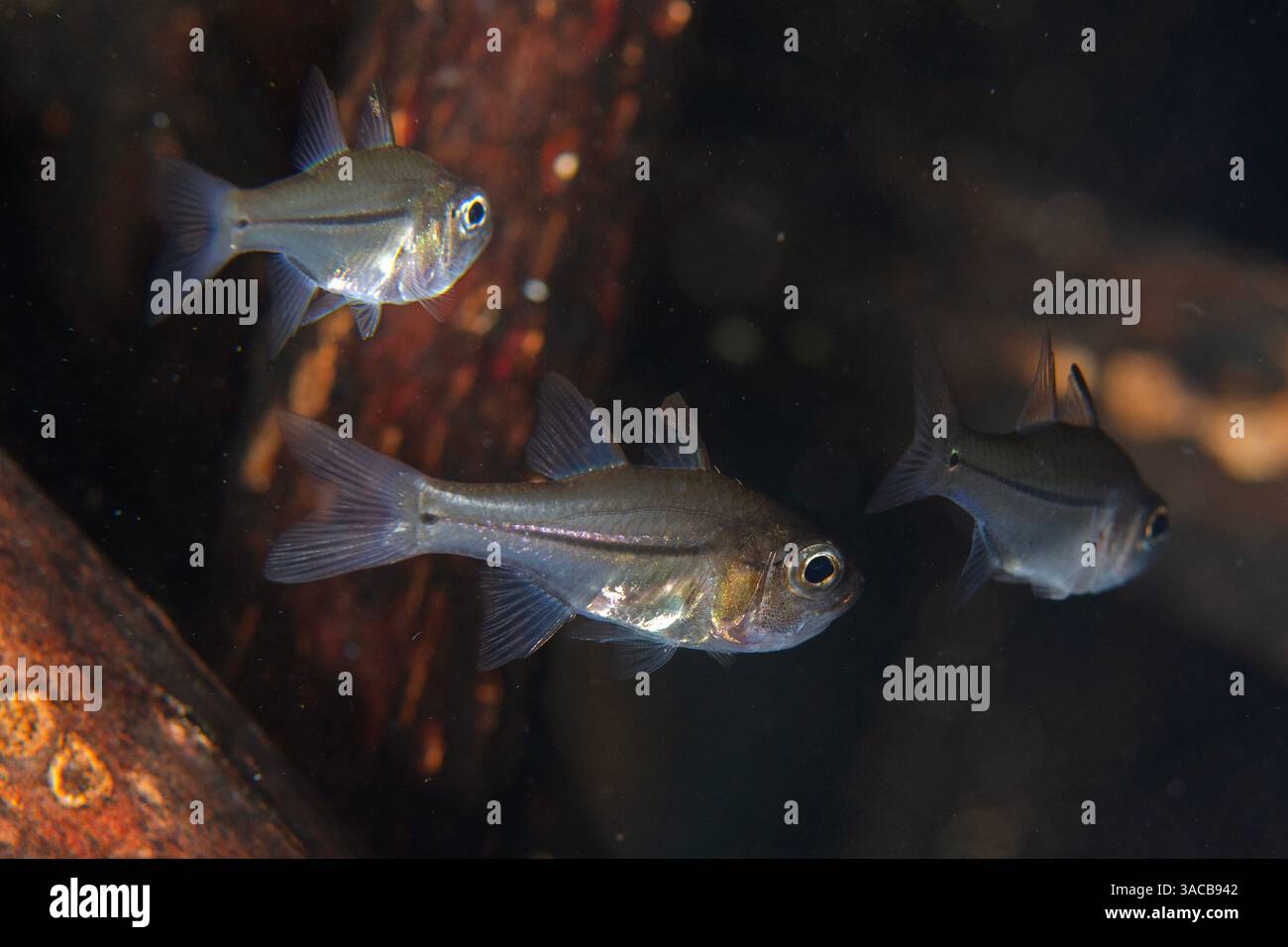 Coastal Cardinalfish, Fibramia lateralis, Mangroves, Raja Ampat, West ...