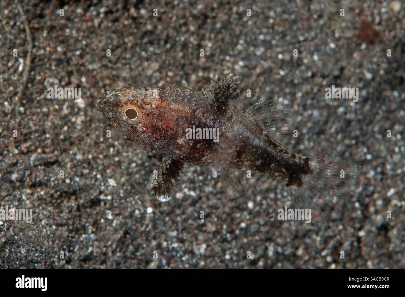 Coral SIphonfish, Siphamia corallicola, Aer Bajo dive site, Lembeh ...