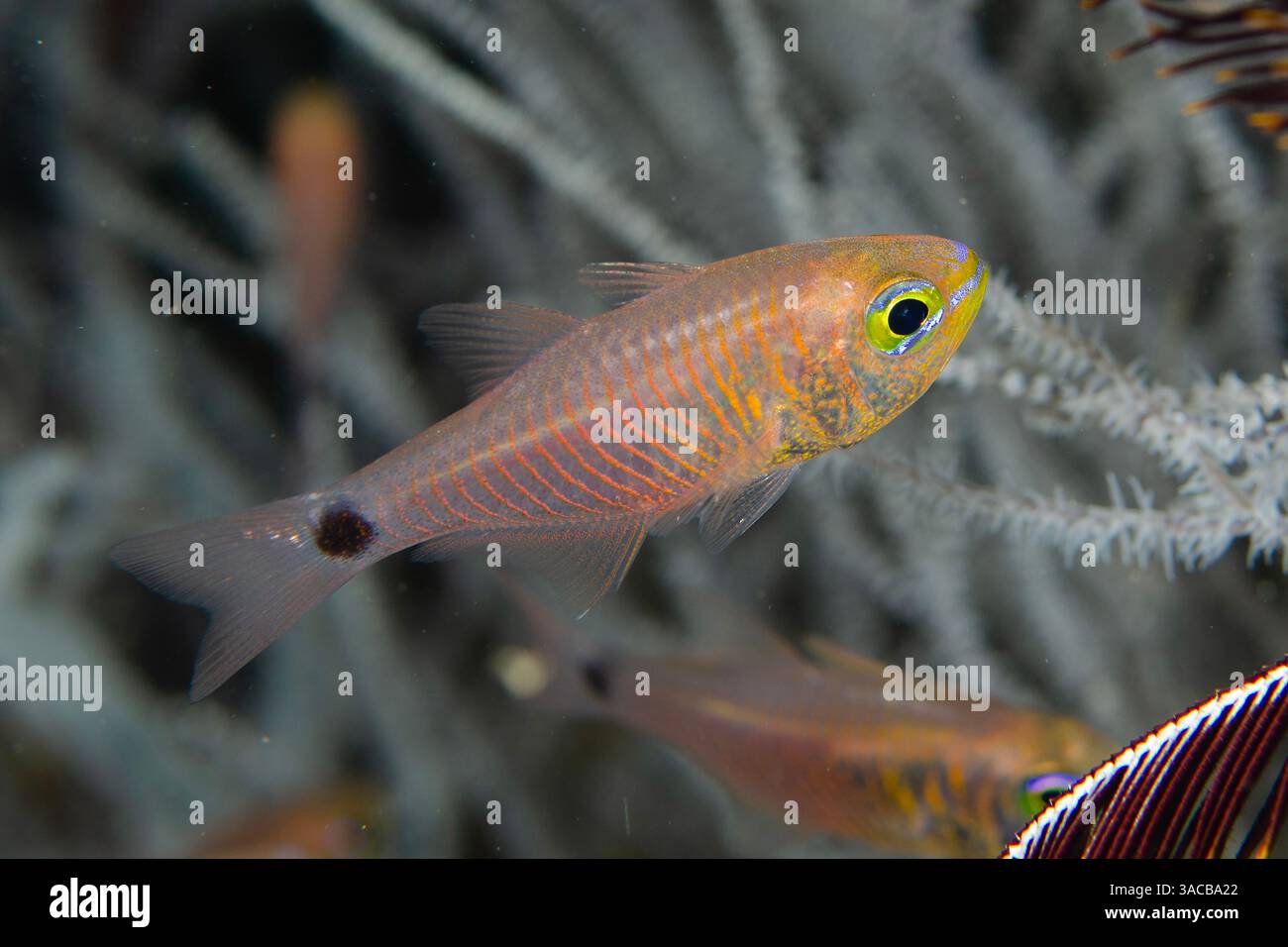 Orange-lined Cardinalfish, Taeniamia fucata, White Arrow dive site ...